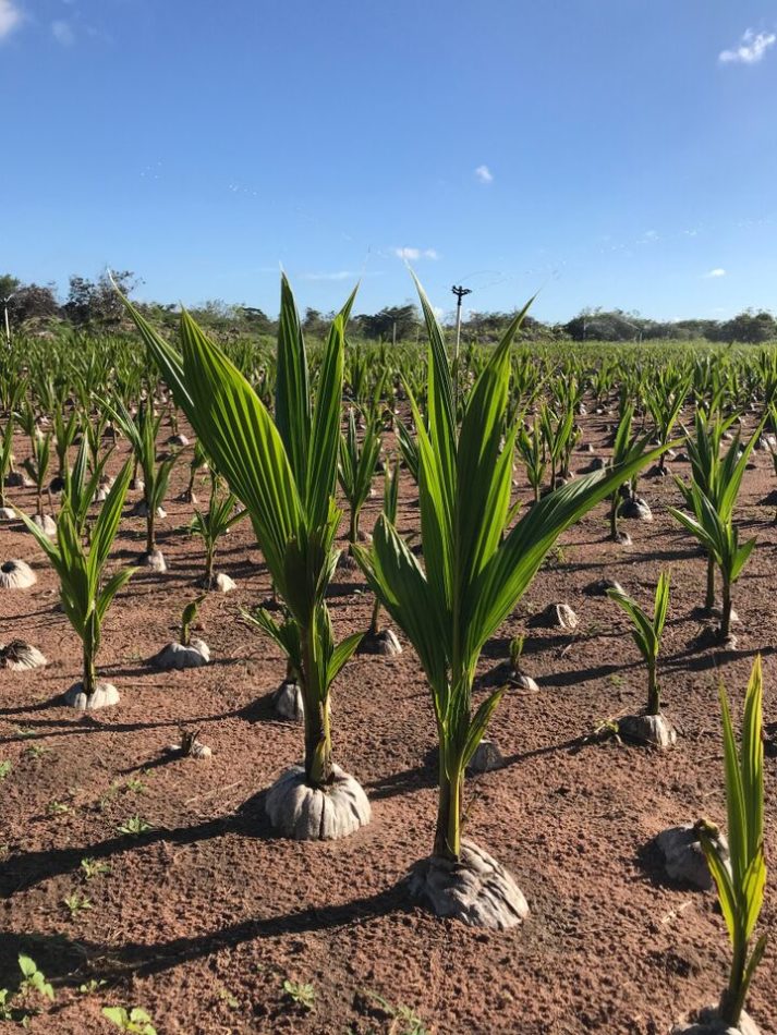Produtos – Atala Coco Verde